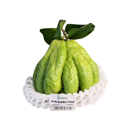 Longdan Green Buddha's Hand (Case 12) – Longdan Wholesale